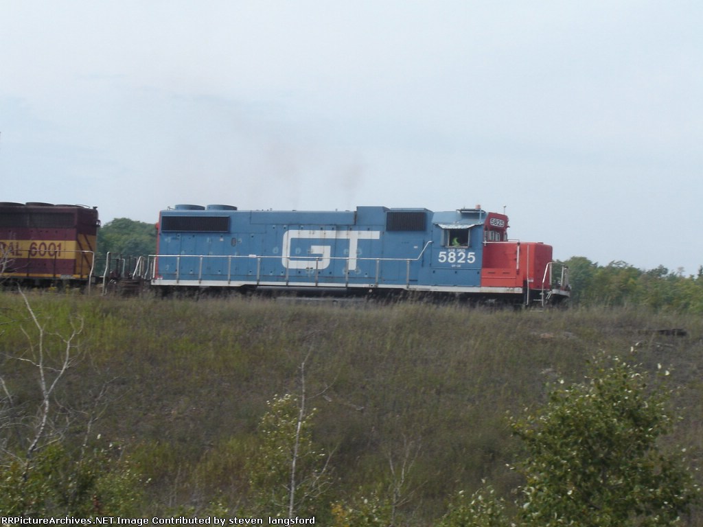 A RARE VISITOR,LEAVEING THE YARD